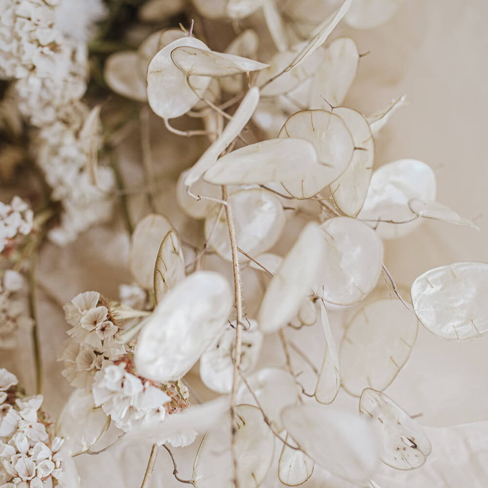 Forever Flowers Light – Willoughby Road
