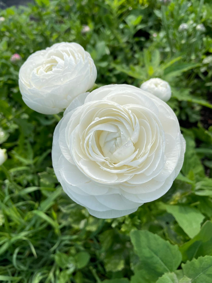 Ranunculus Iceberg – Willoughby Road