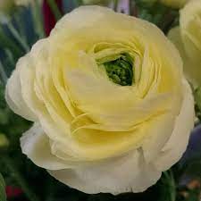 Ranunculus Amandine Pastel Lemon – Willoughby Road