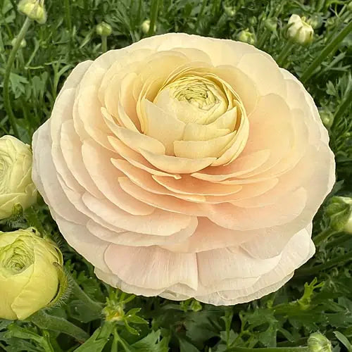 Ranunculus Pastel Wedding – Willoughby Road