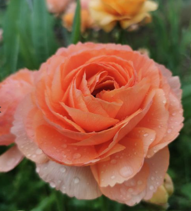 Ranunculus Pauline Champagne – Willoughby Road
